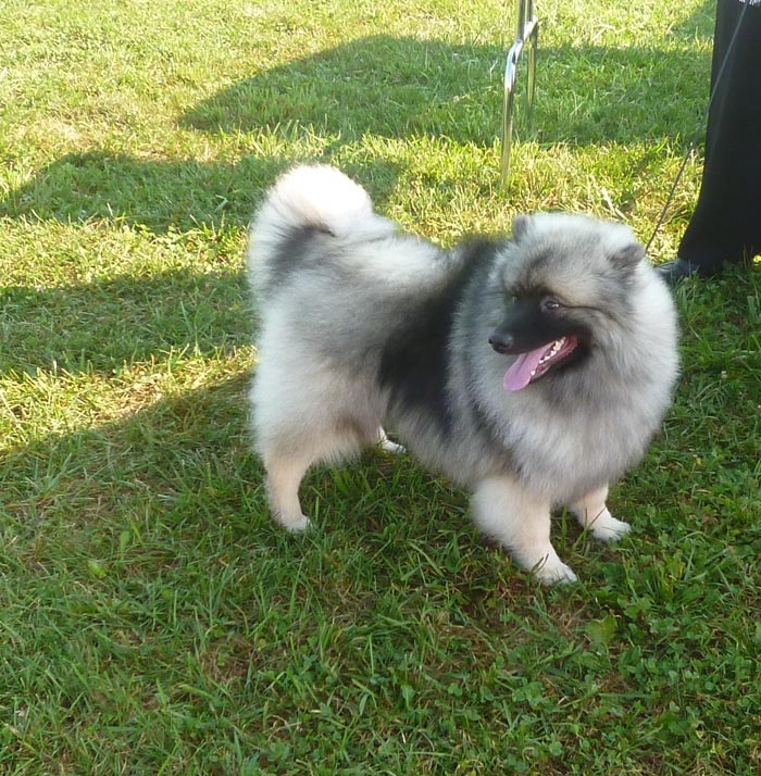 Keeshonds Conformation and Performance